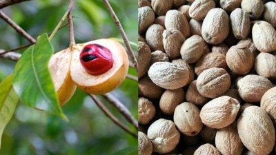 Harga Pala di Ternate Masih Stabil - NuansaMalut.com